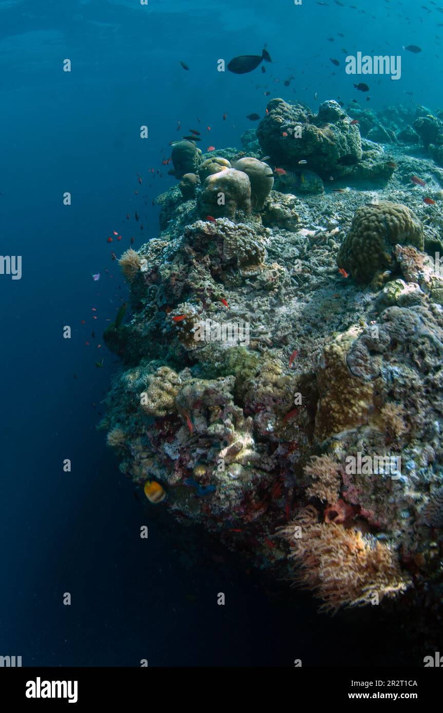 Edge of reef with dropoff to reef wall and corals and fish, Sipadan ...
