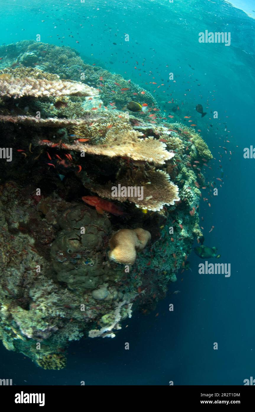 Edge of reef with dropoff to reef wall and corals and fish, Sipadan ...