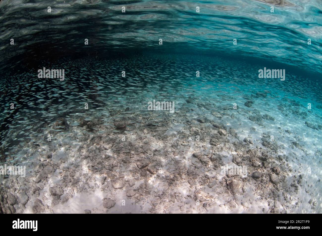 School of small fish by jetty, Sipadan Island, Sabah, Malaysia Stock ...
