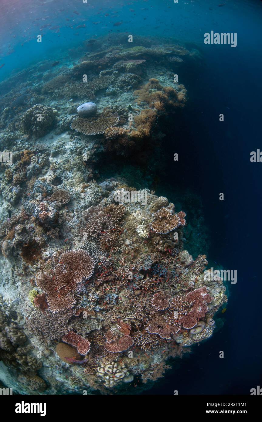Edge of reef with dropoff to reef wall and corals and fish, Sipadan ...