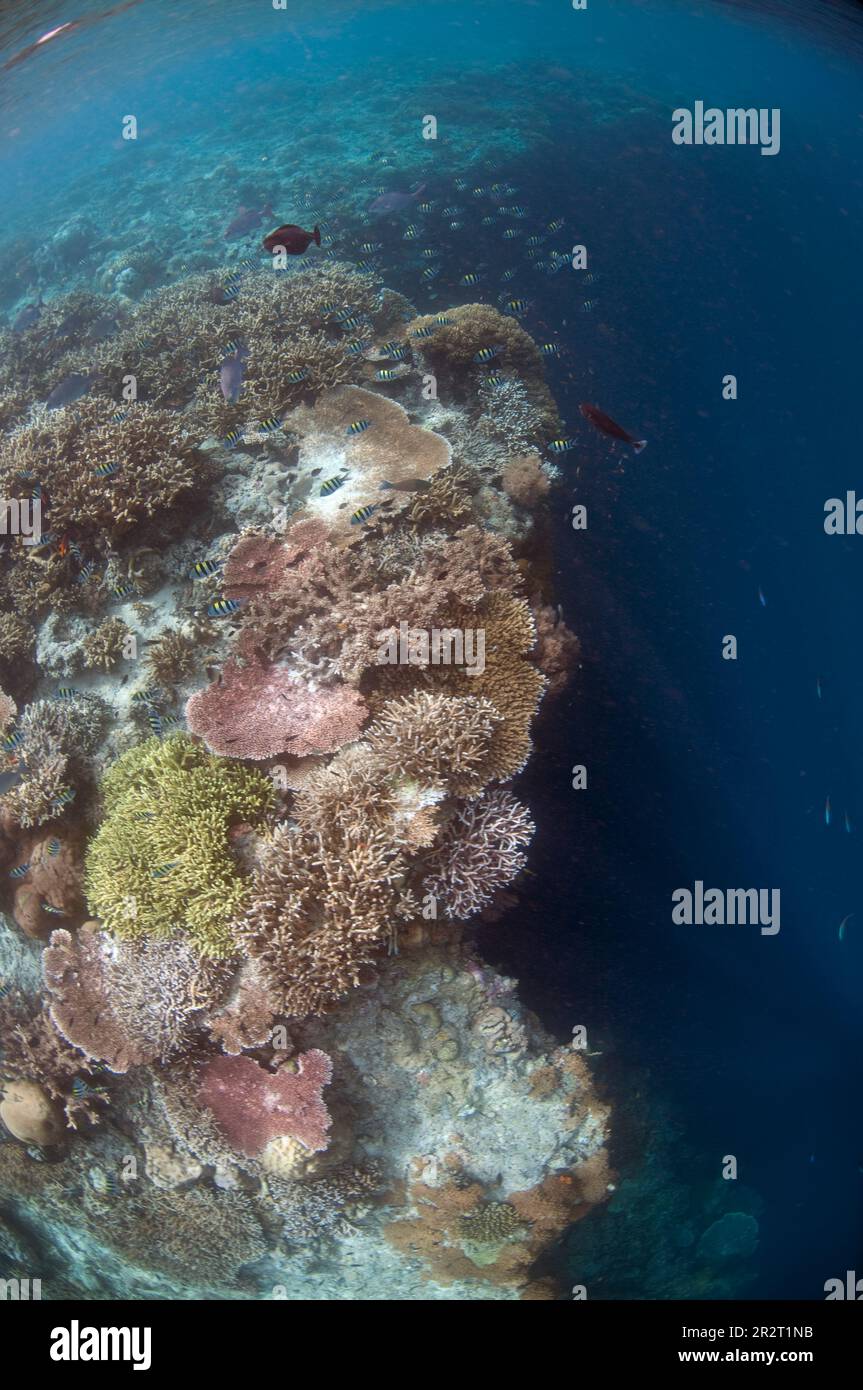 Reef scene with Table Coral, Acropora sp, on reef edge with dropof ...