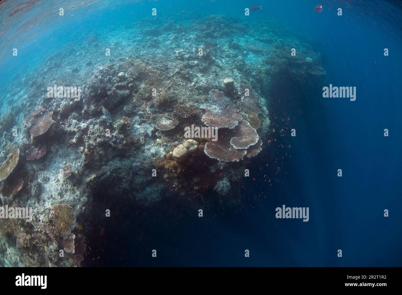 Reef scene with Table Coral, Acropora sp, on reef edge with dropoff ...