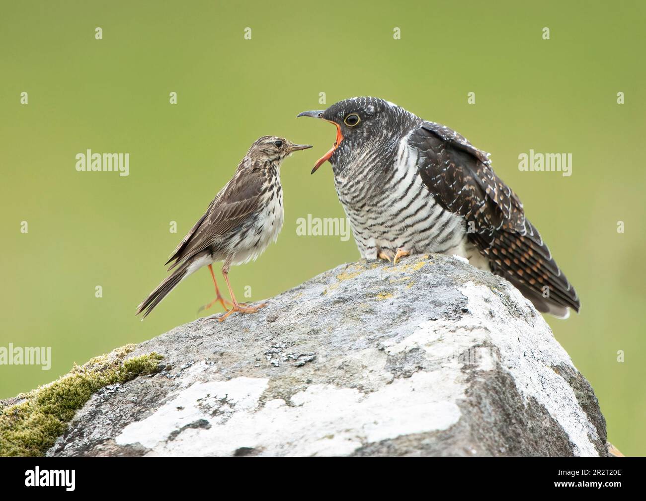 Scottish insects hi-res stock photography and images - Alamy