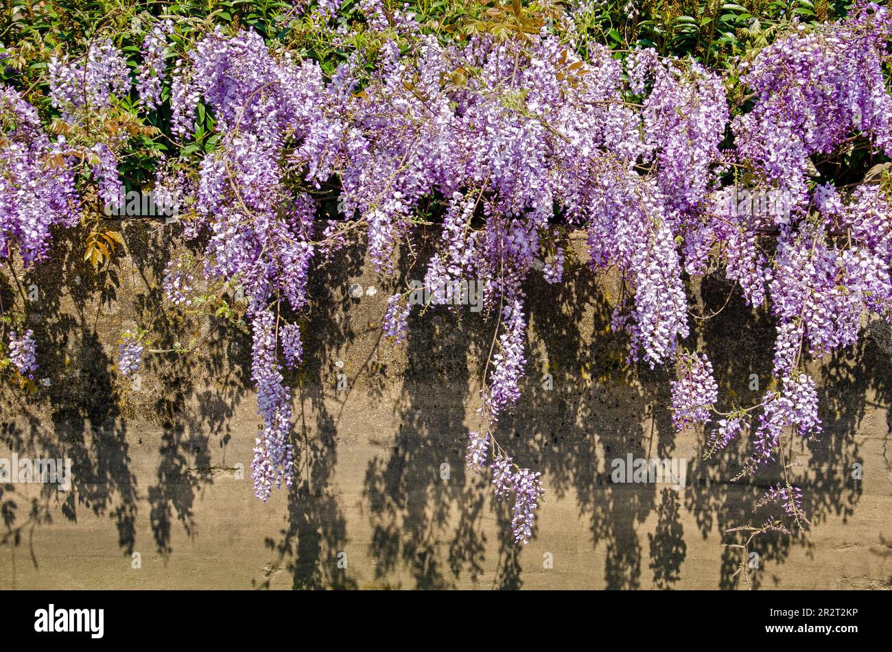 Blooming wisteria flowers cast shadows on a rough concrete wall in ...