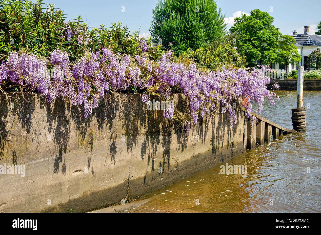 Concrete wall by the riverside with an abundance of blooming wisteria ...
