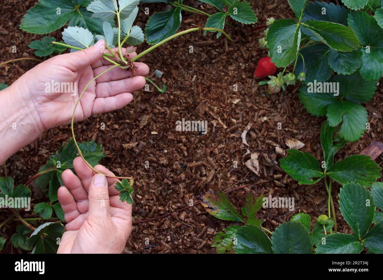 Young shoots of strawberries in the hands of the farmer. Vegetation and ...