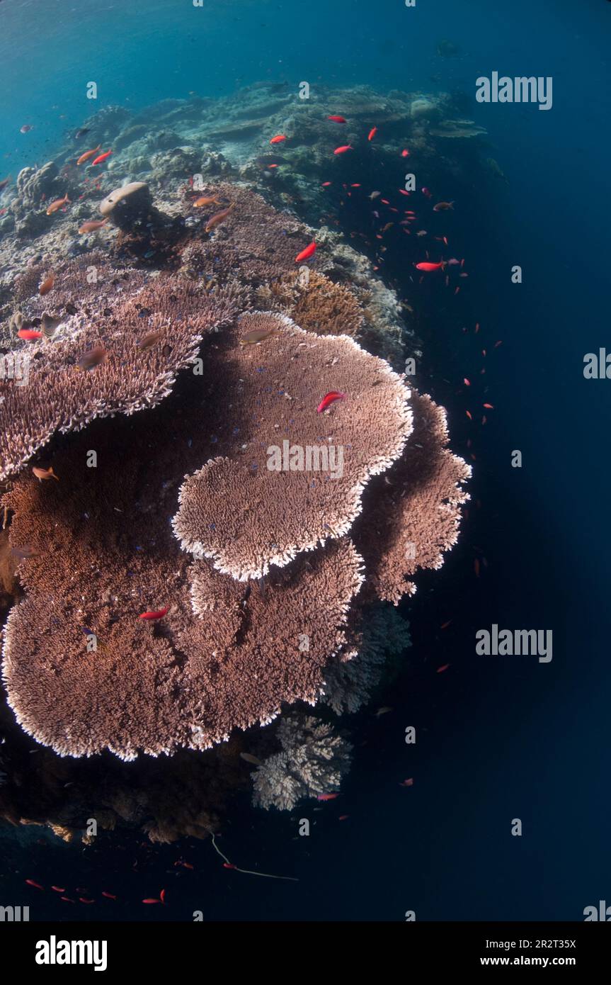 Reef scene with Table Coral, Acropora sp, on reef edge with dropoff ...