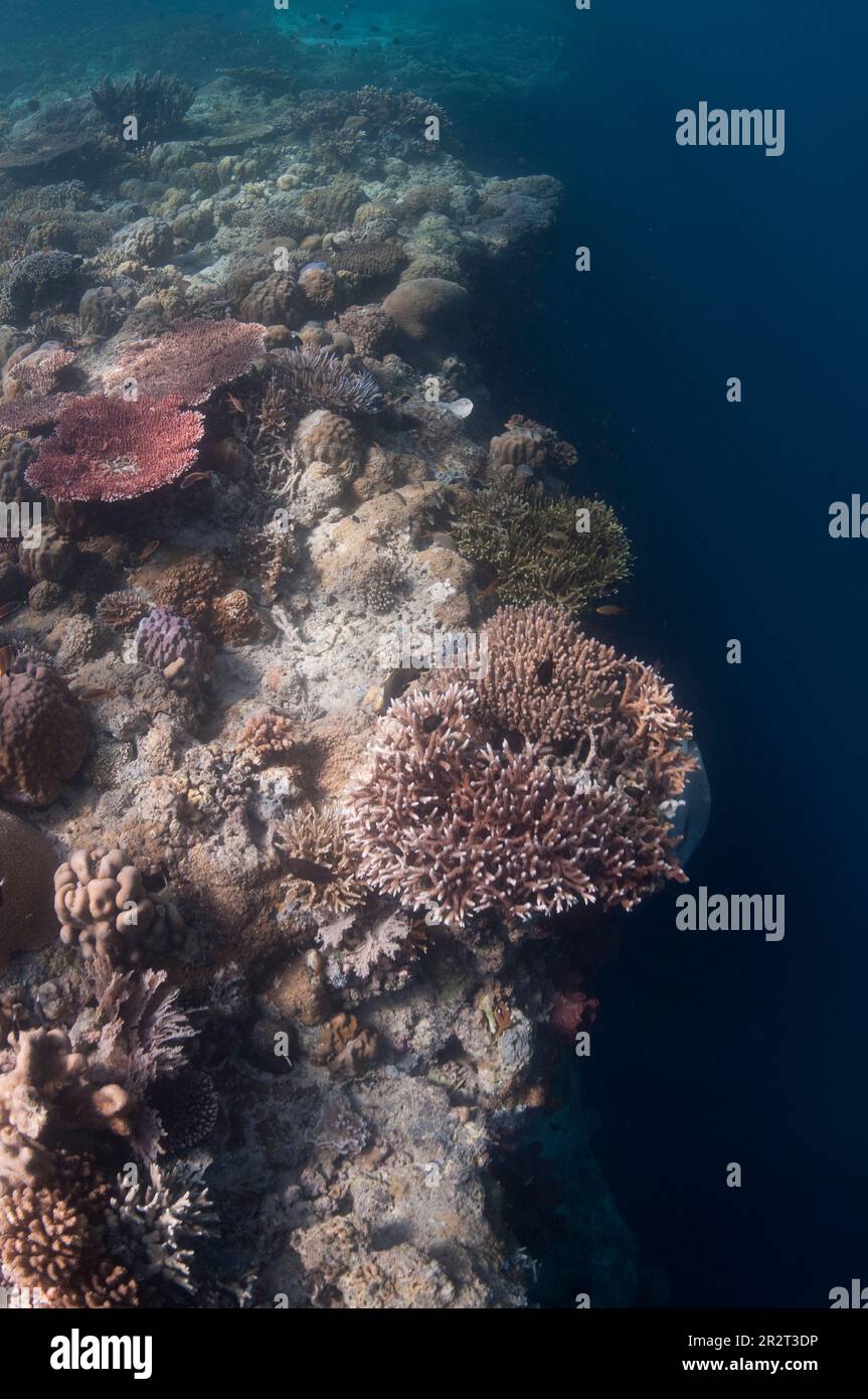 Edge of reef with dropoff to reef wall and corals and fish, Sipadan ...