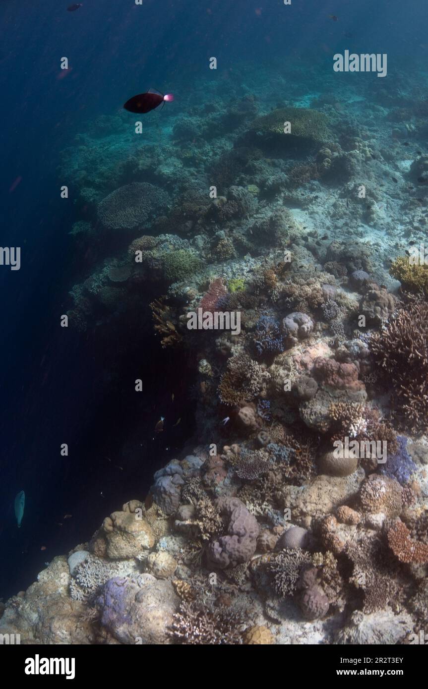 Edge of reef with dropoff to reef wall and corals and fish, Sipadan ...
