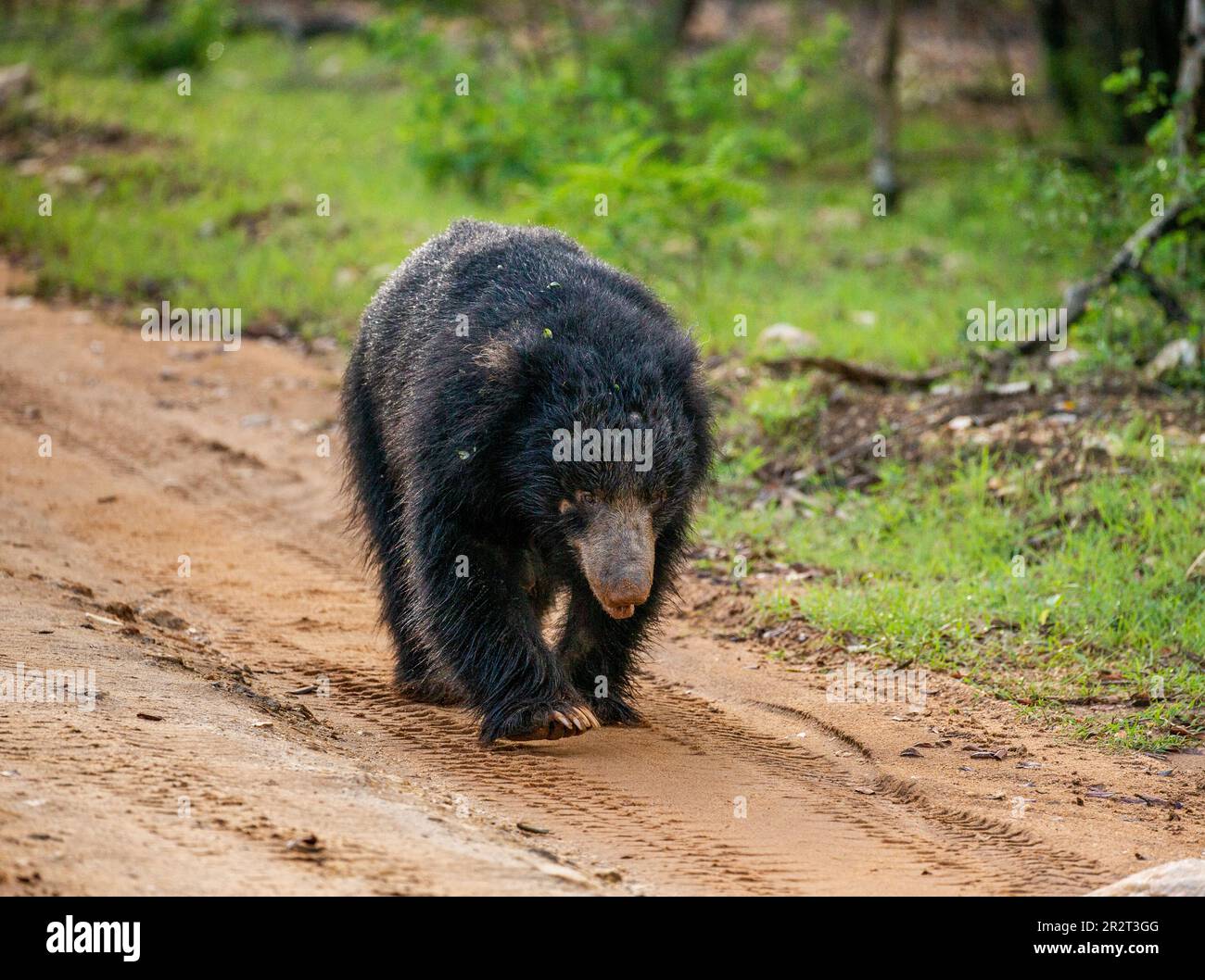 Sri Lankan sloth bear (Melursus ursinus inornatus) is walking along the ...