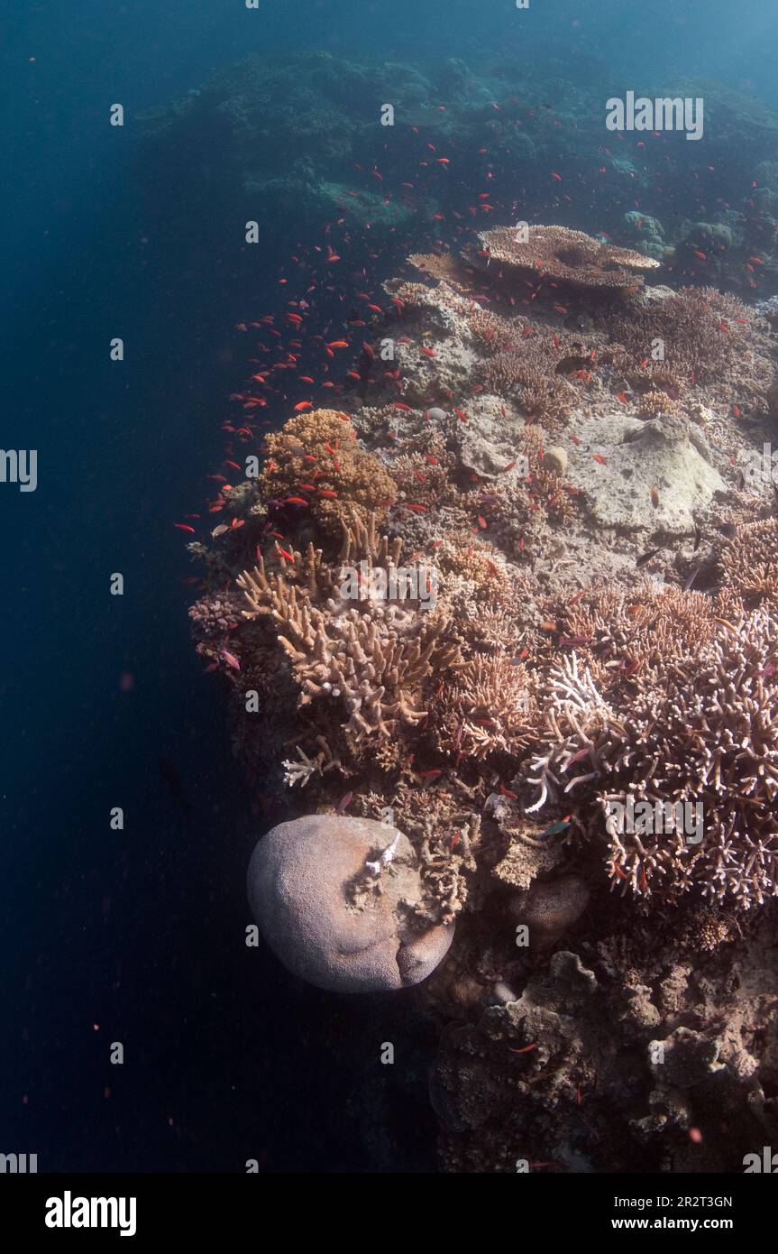 Edge of reef with dropoff to reef wall and corals and fish, Sipadan ...