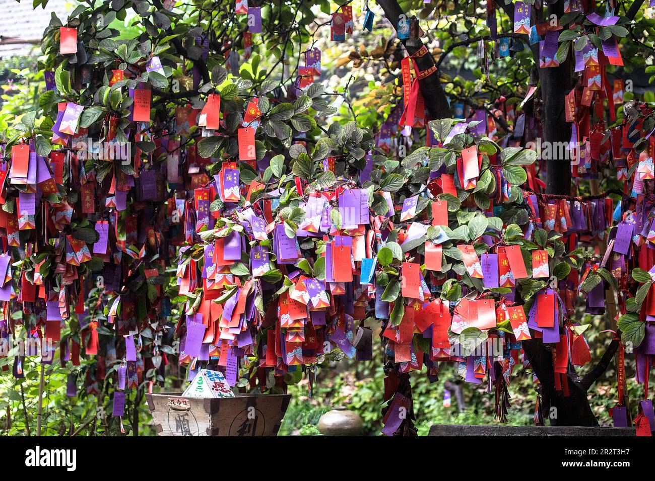 Wishing tree china hi-res stock photography and images - Alamy