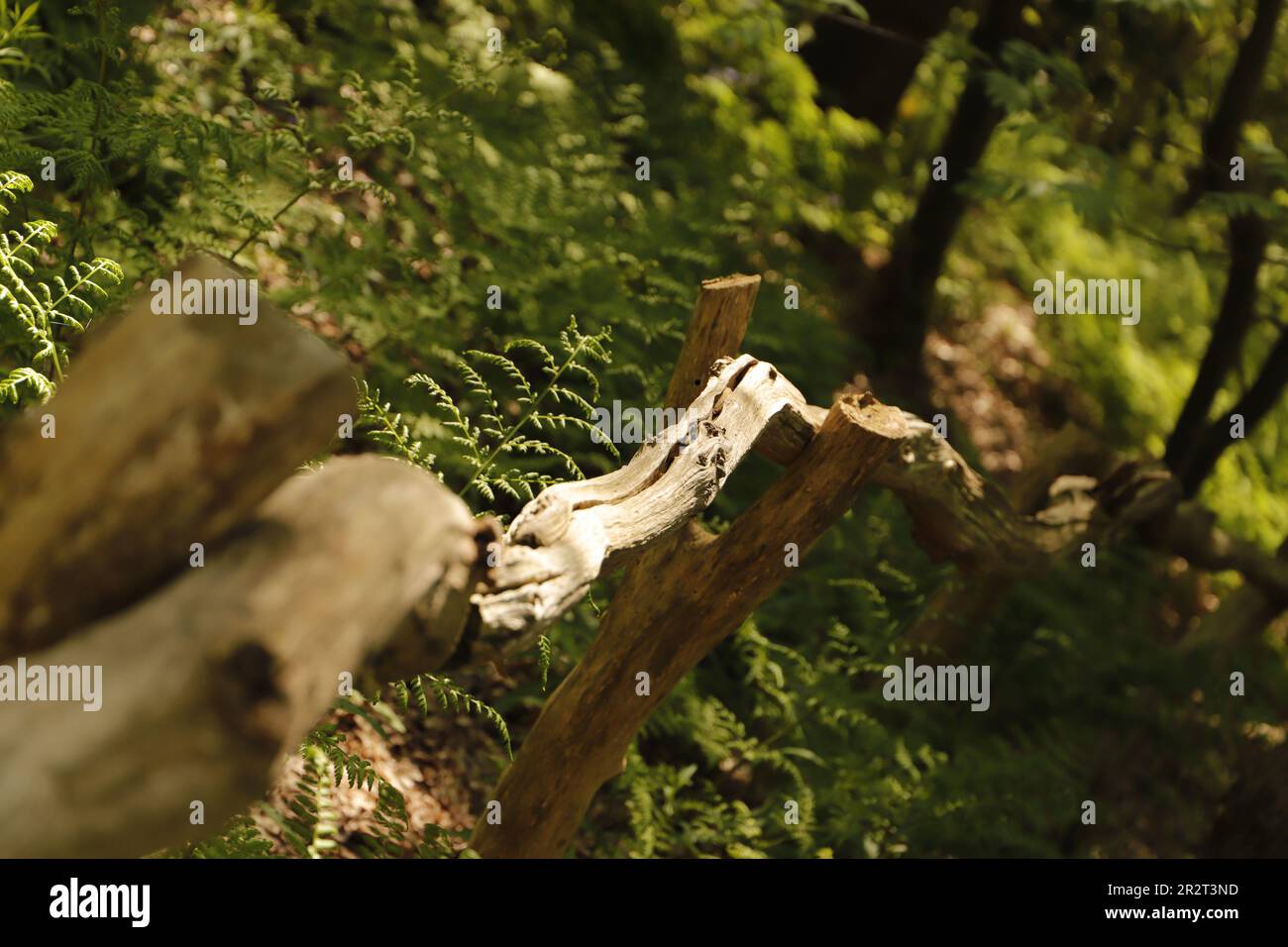Tree trunk in a forest to keep the nature healthy Stock Photo - Alamy