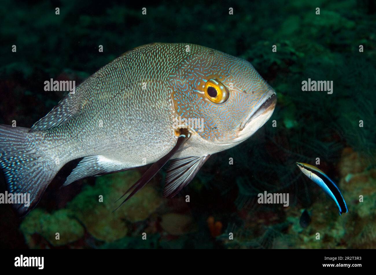 Midnight Snapper, Macolor macularis, with Bluestreak Cleaner Wrasse ...