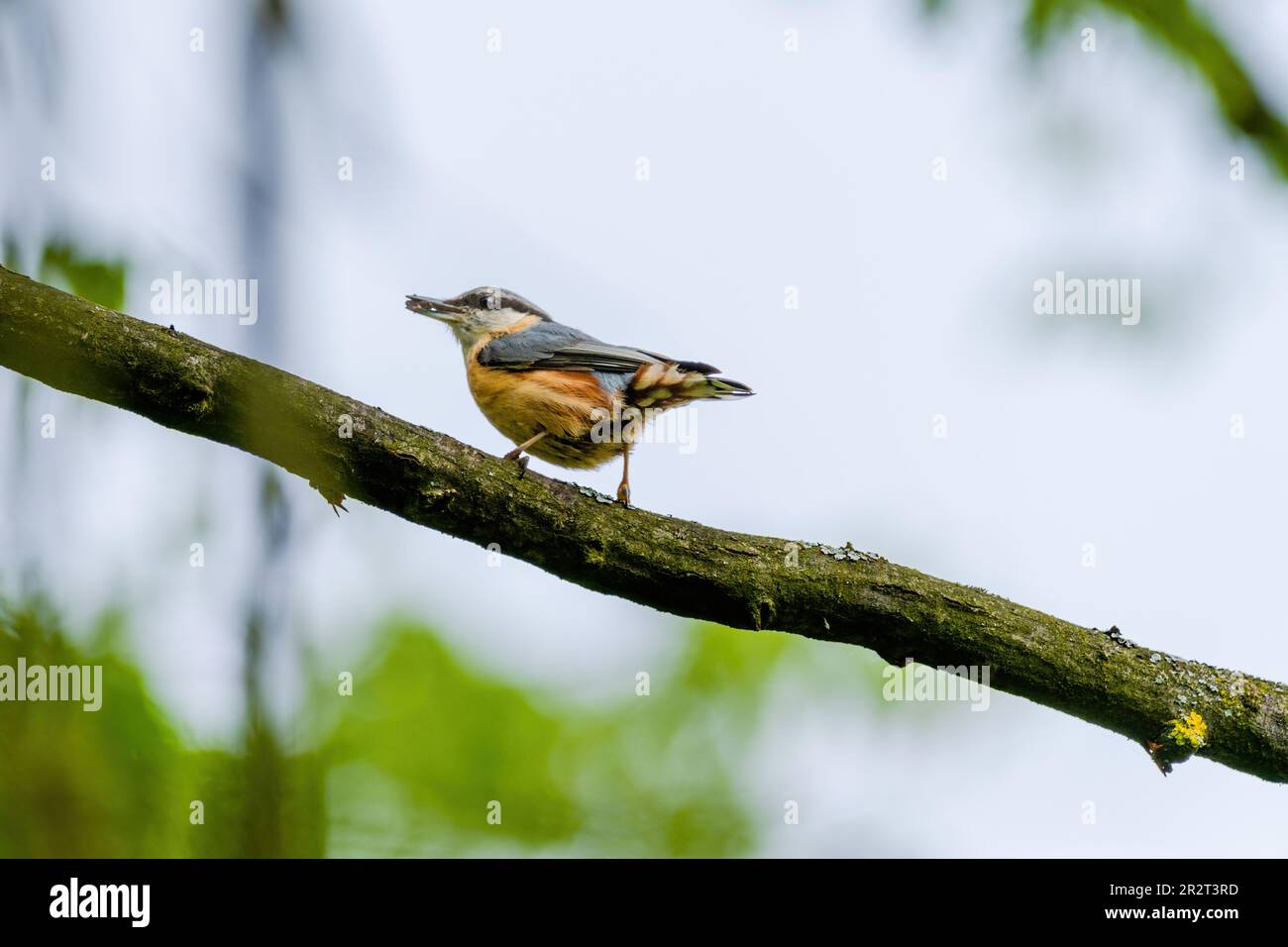 Nuthatch (Sitta europaea) Eurasian nuthatch bird perching, close up ...