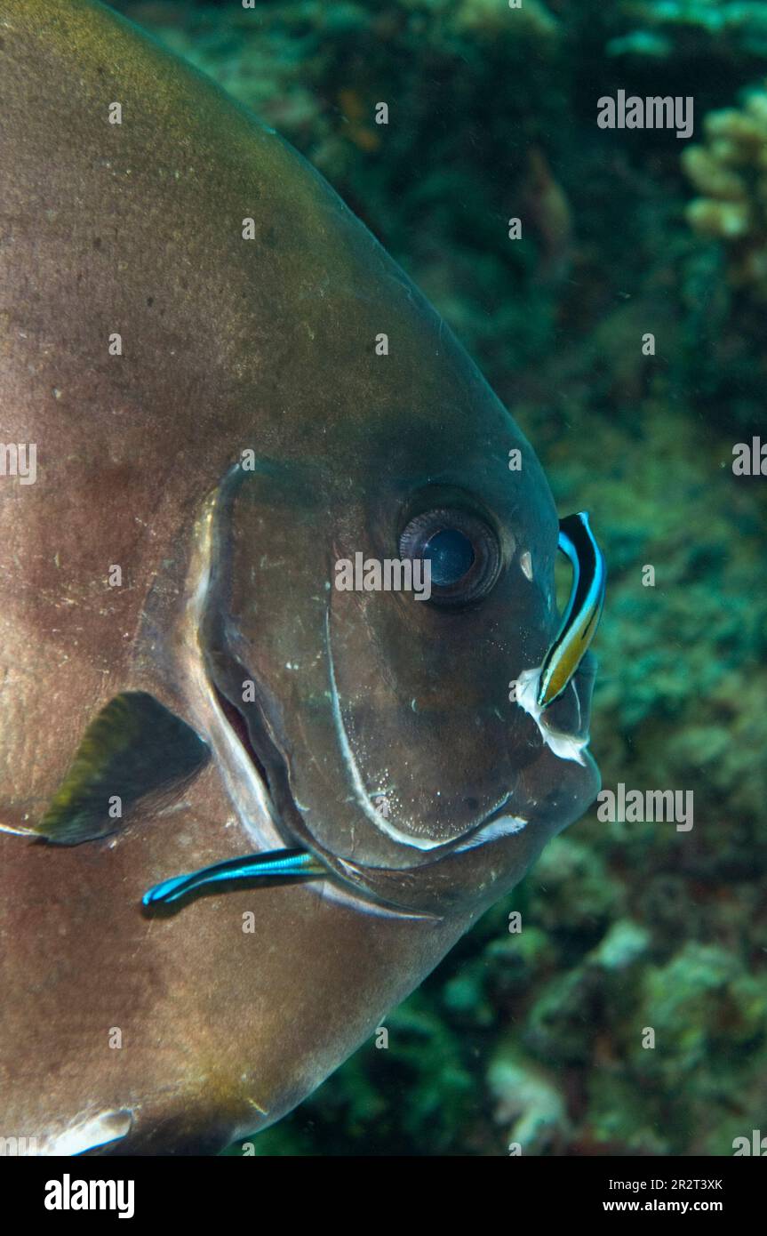 Golden Spadefish, Platax boersii, being cleaned by Bluestreak Cleaner ...