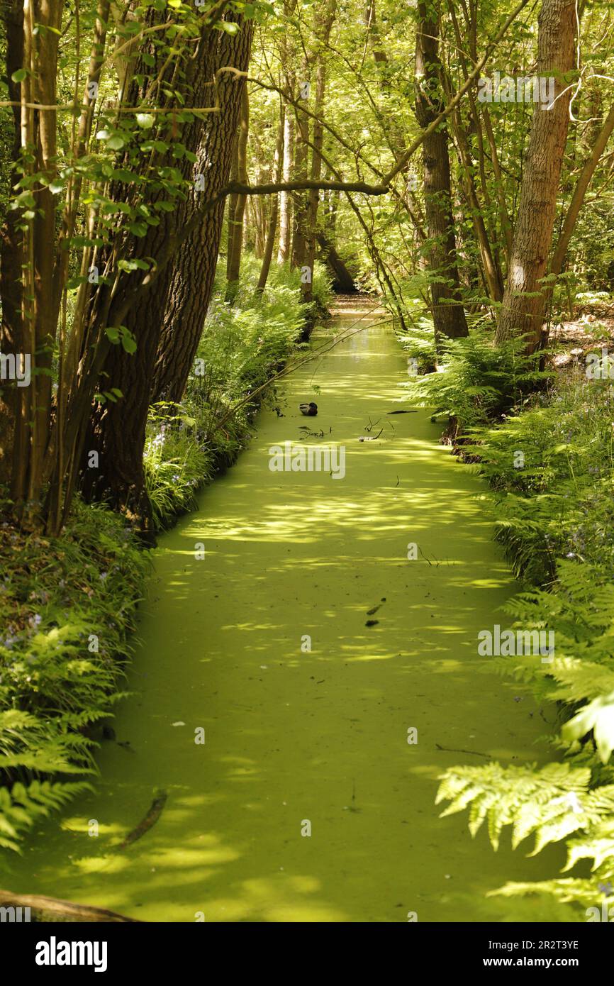 Beautiful forerst with a pond with duckweed, shadows all shades of ...
