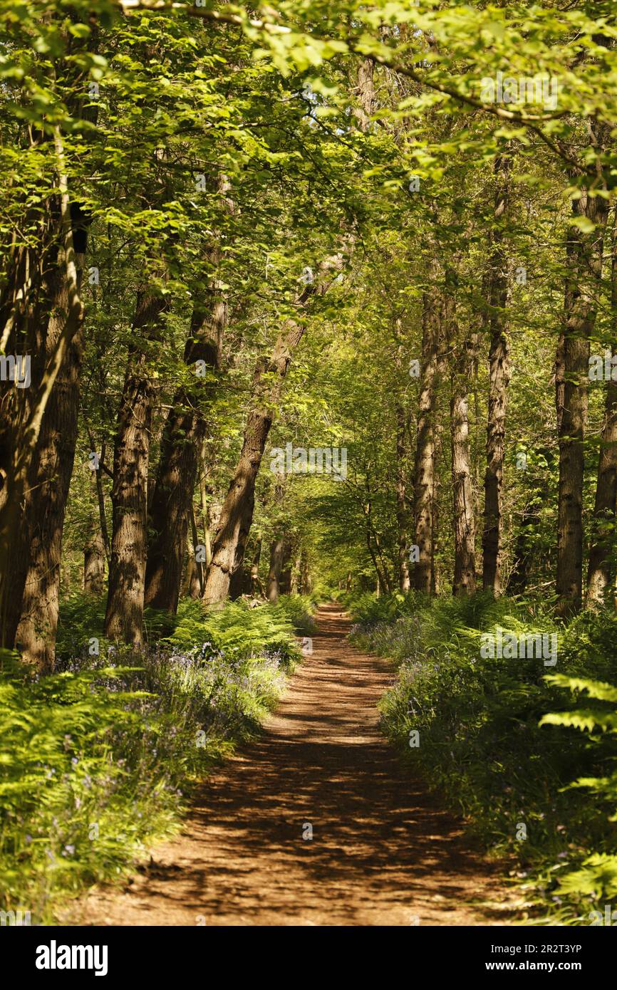 Beautiful spring deciduous forest hi-res stock photography and images ...