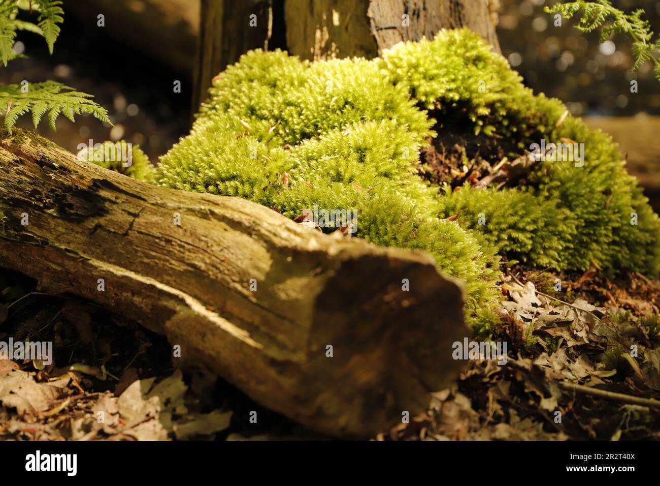 Tree trunk in a forest to keep the nature healthy Stock Photo - Alamy