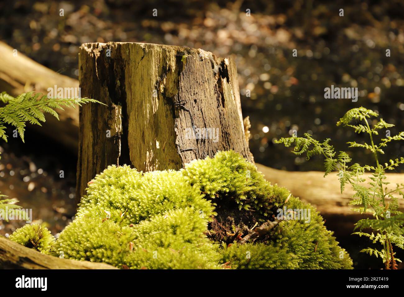 Tree trunk in a forest to keep the nature healthy Stock Photo - Alamy