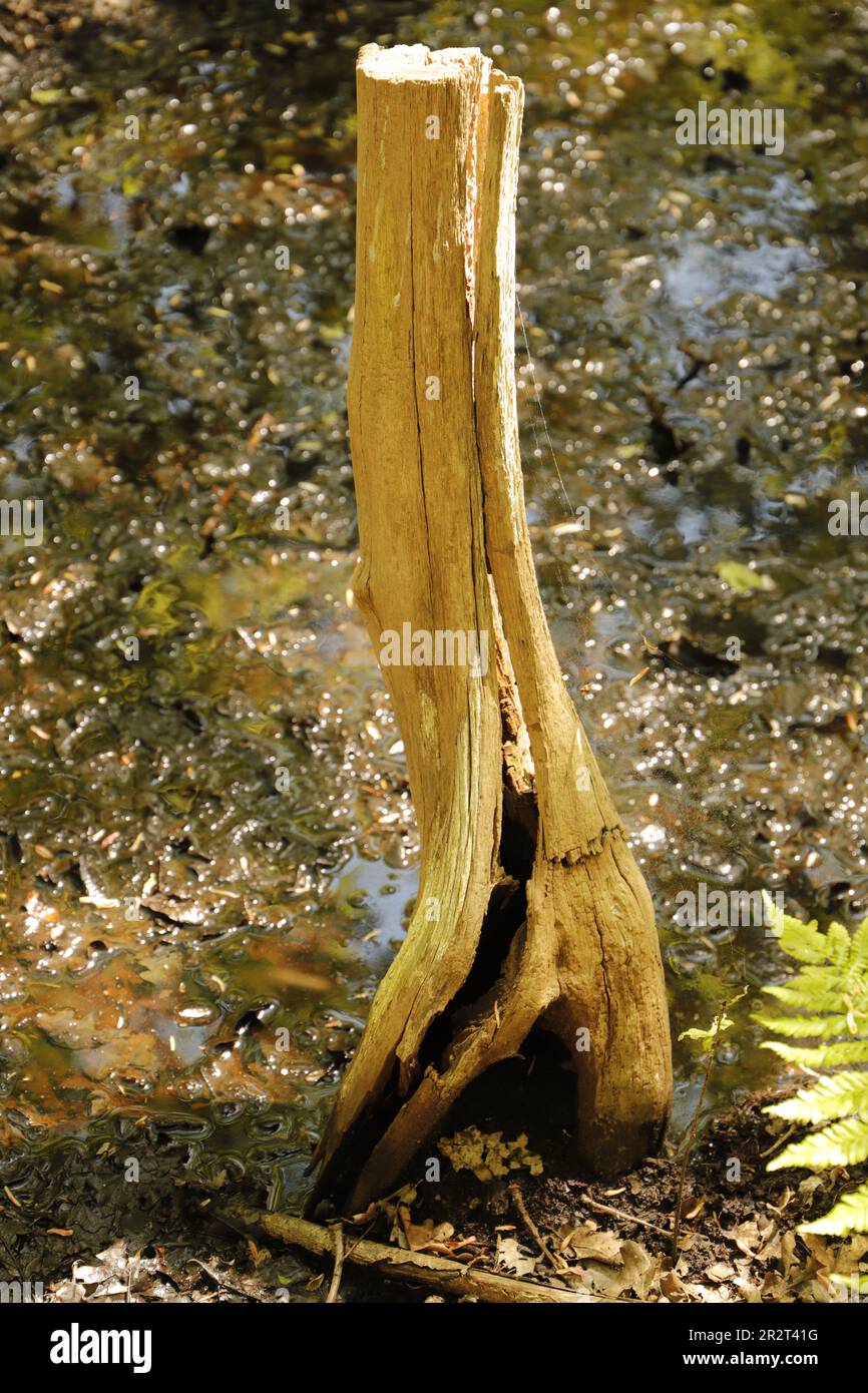 Tree trunk in a forest to keep the nature healthy Stock Photo - Alamy