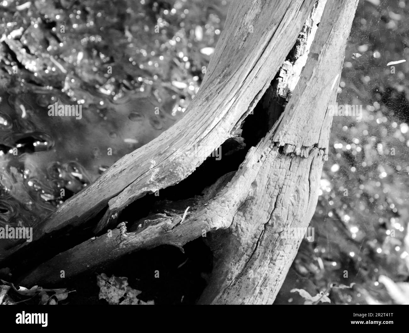 Root strength Black and White Stock Photos & Images - Alamy