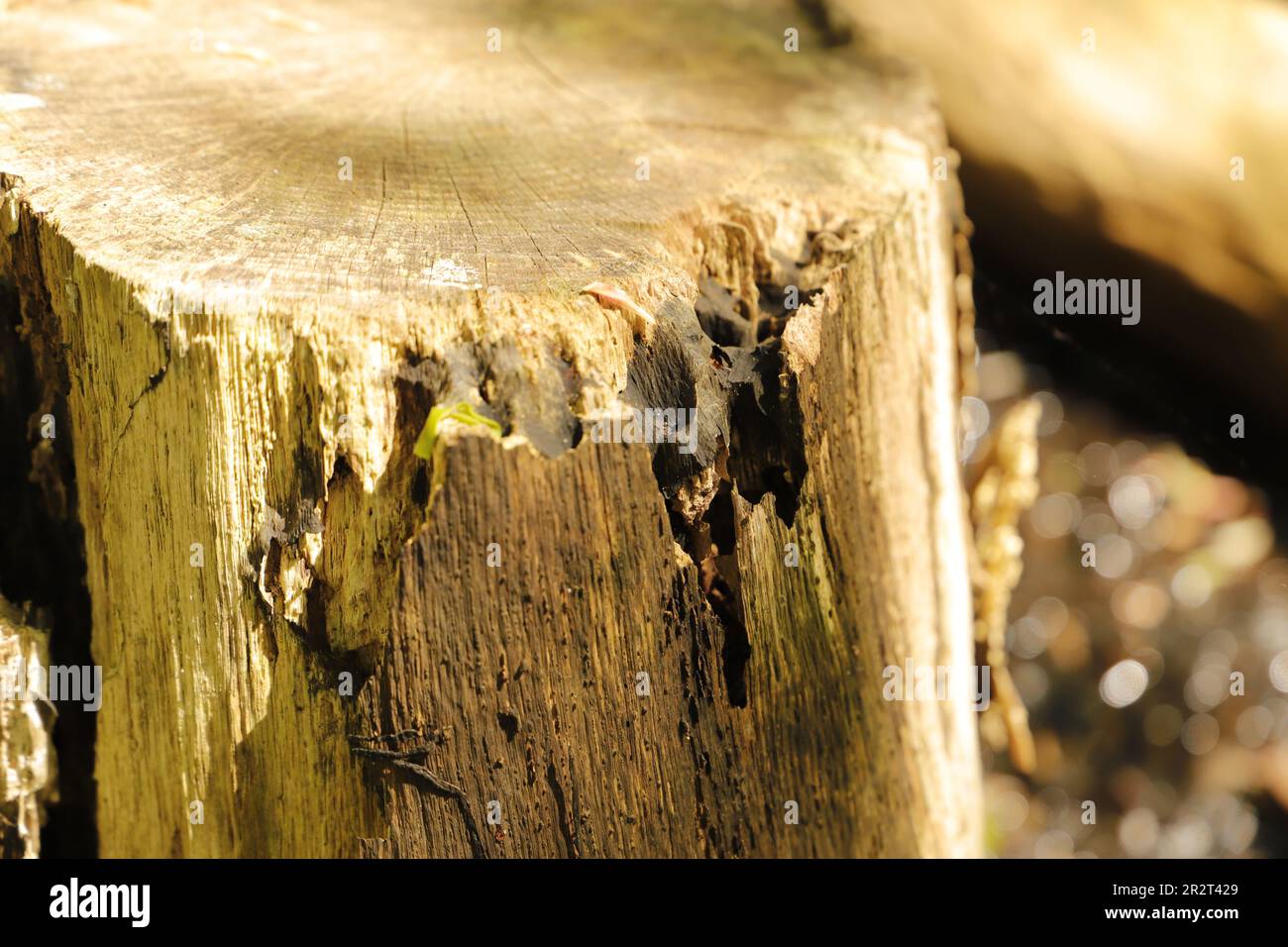 Tree trunk in a forest to keep the nature healthy Stock Photo - Alamy