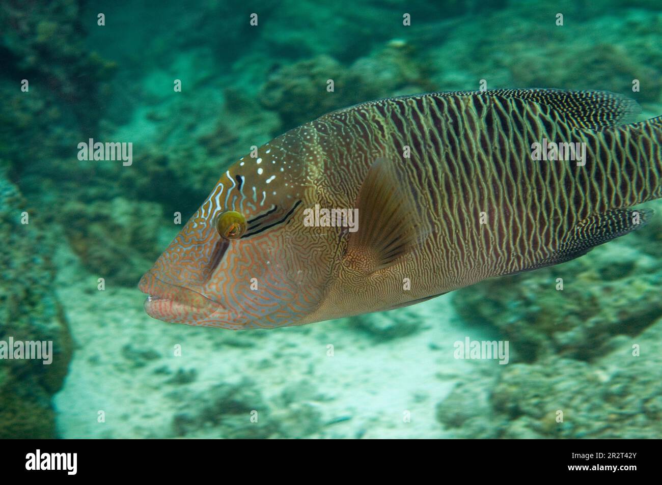 Juvenile Humphead Wrasse, Cheilinus undulatus, Barracuda Point dive ...