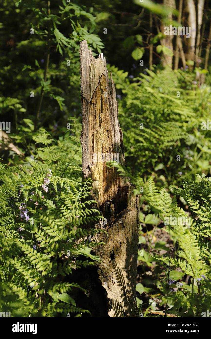 Tree trunk in a forest to keep the nature healthy Stock Photo - Alamy