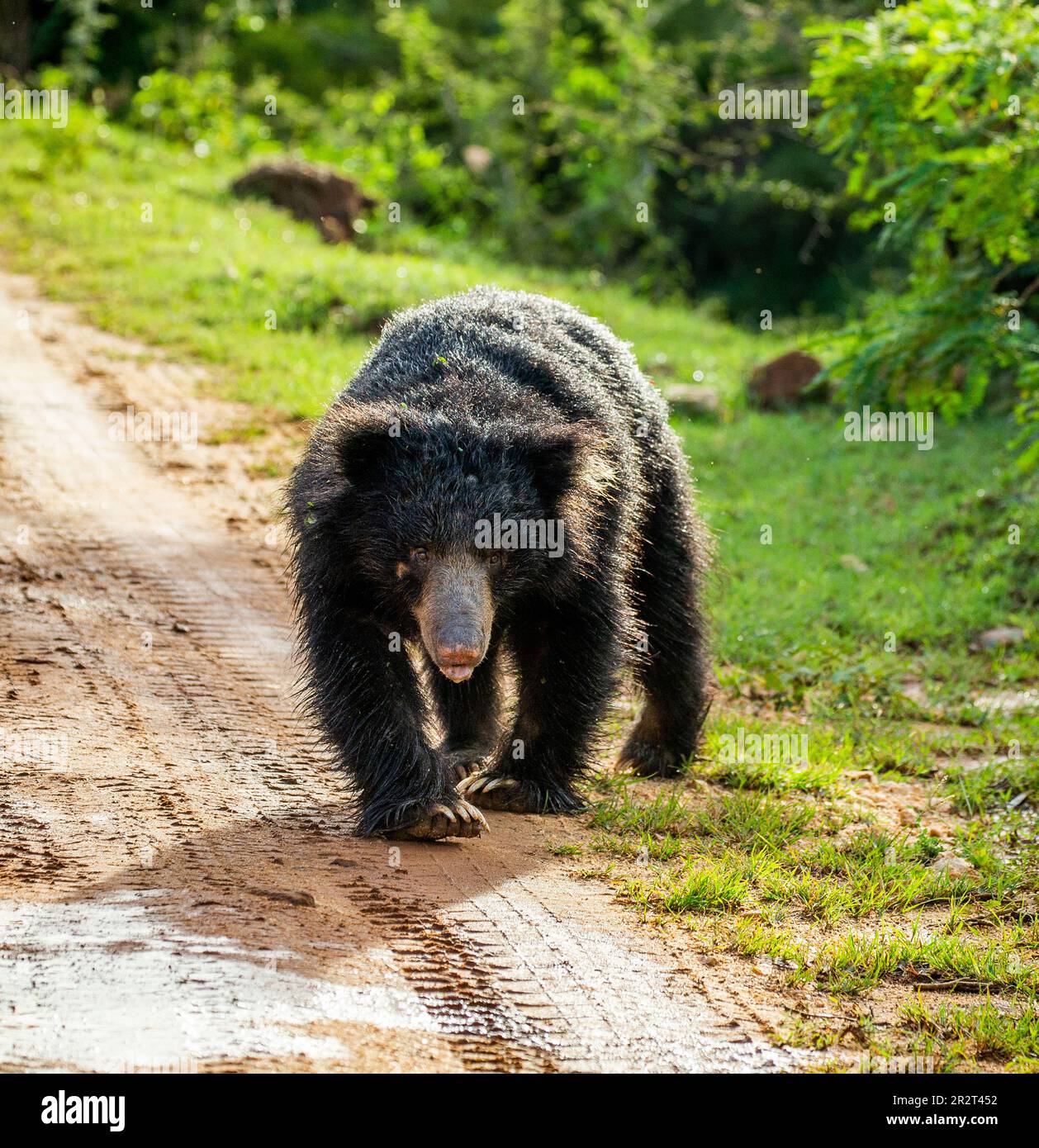 Sloth Walking Across The Road