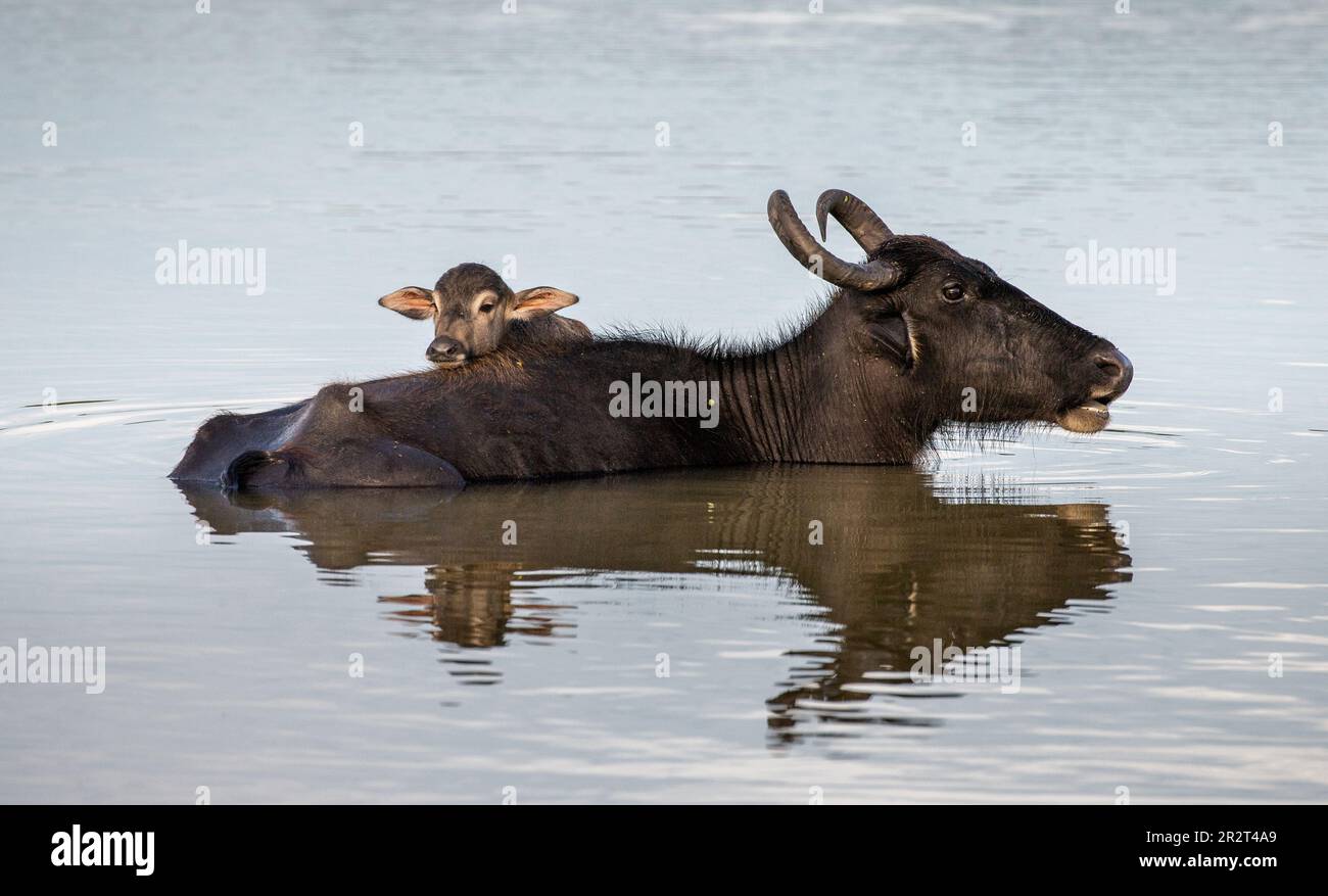 Asian water buffalo (Bubalus bubalis migona) in the water with a calf ...