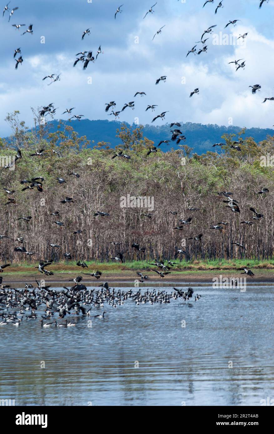 Magpie Geese, Hastie Swamp, Nth Queensland, Australia Stock Photo - Alamy