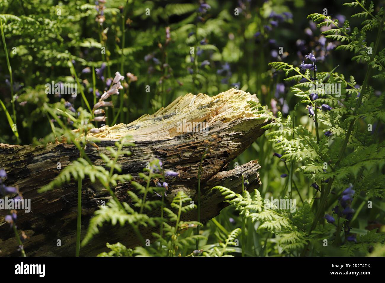 Tree trunk in a forest to keep the nature healthy Stock Photo - Alamy