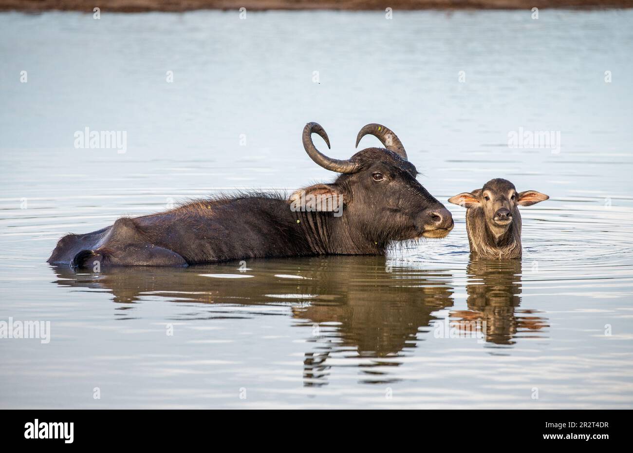 Asian water buffalo (Bubalus bubalis migona) in the water with a calf ...