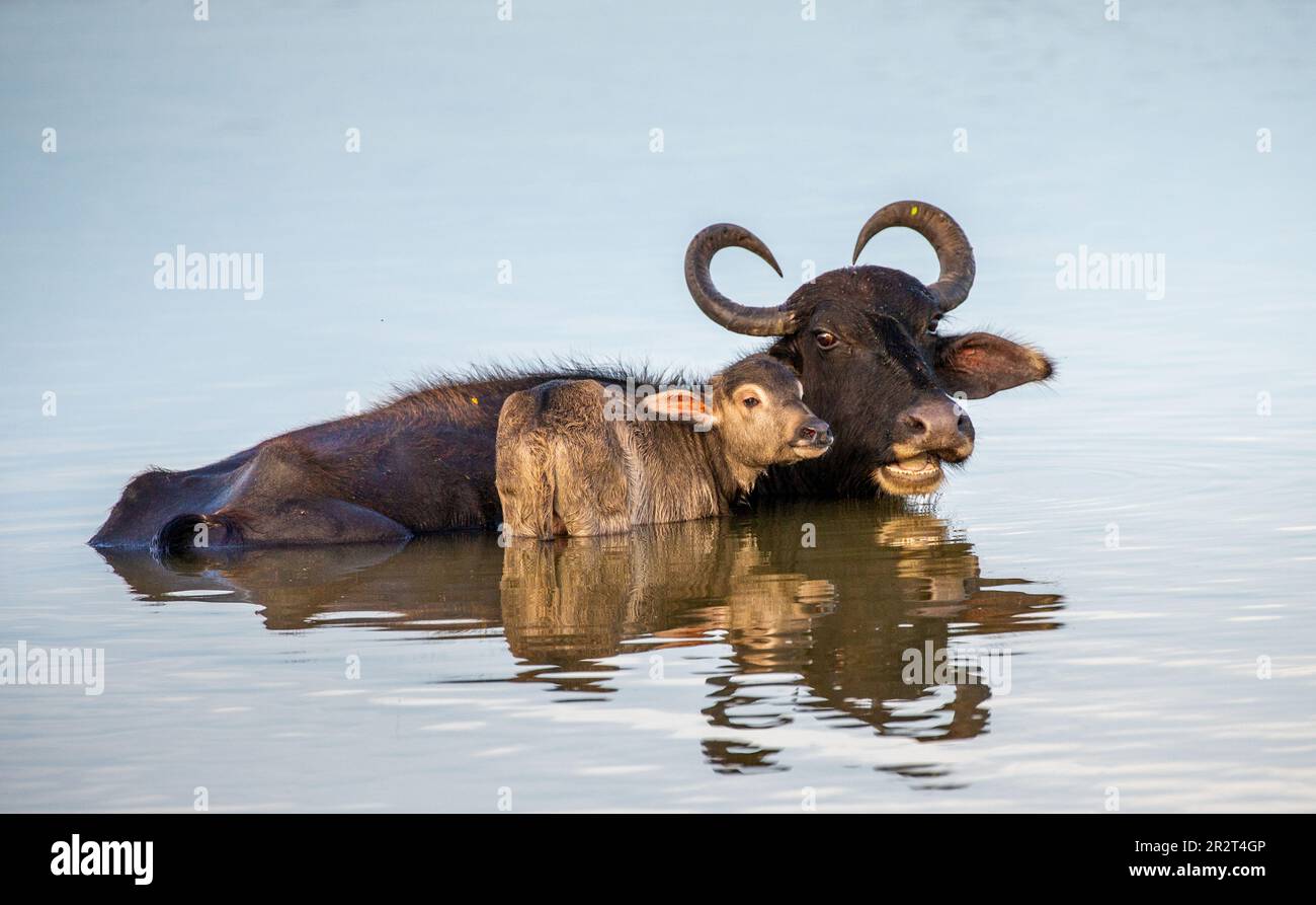Asian water buffalo (Bubalus bubalis migona) in the water with a calf ...