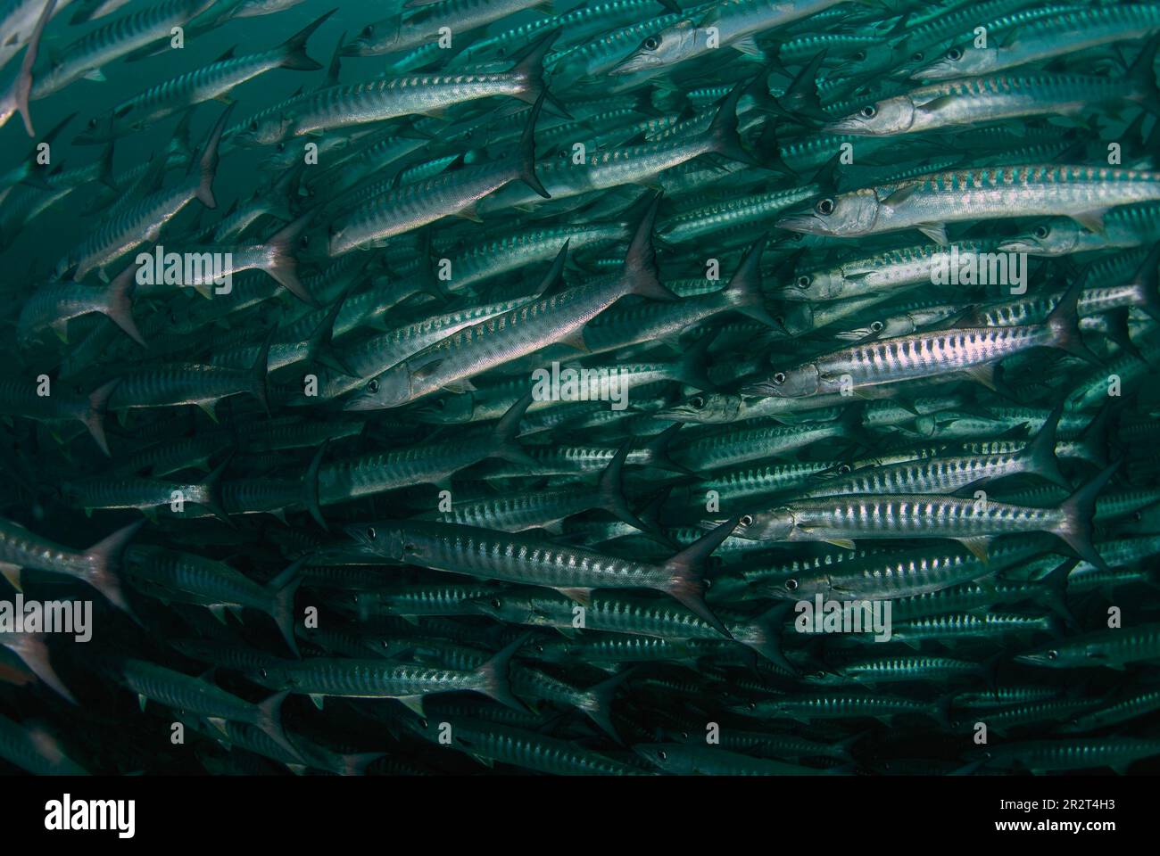School of Blackfin Barracuda, Sphyraena qenie, Barracuda Point dive ...