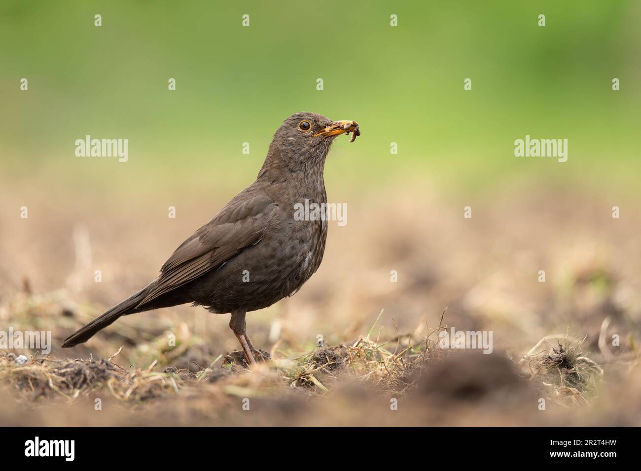 Female blackbird gathers insects and worms for feeding. Wildlife scenes ...