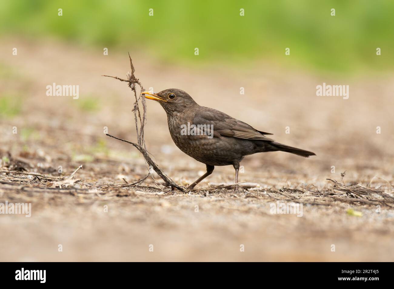 Female blackbird gathers twigs to build a nest. Wildlife scenes in ...