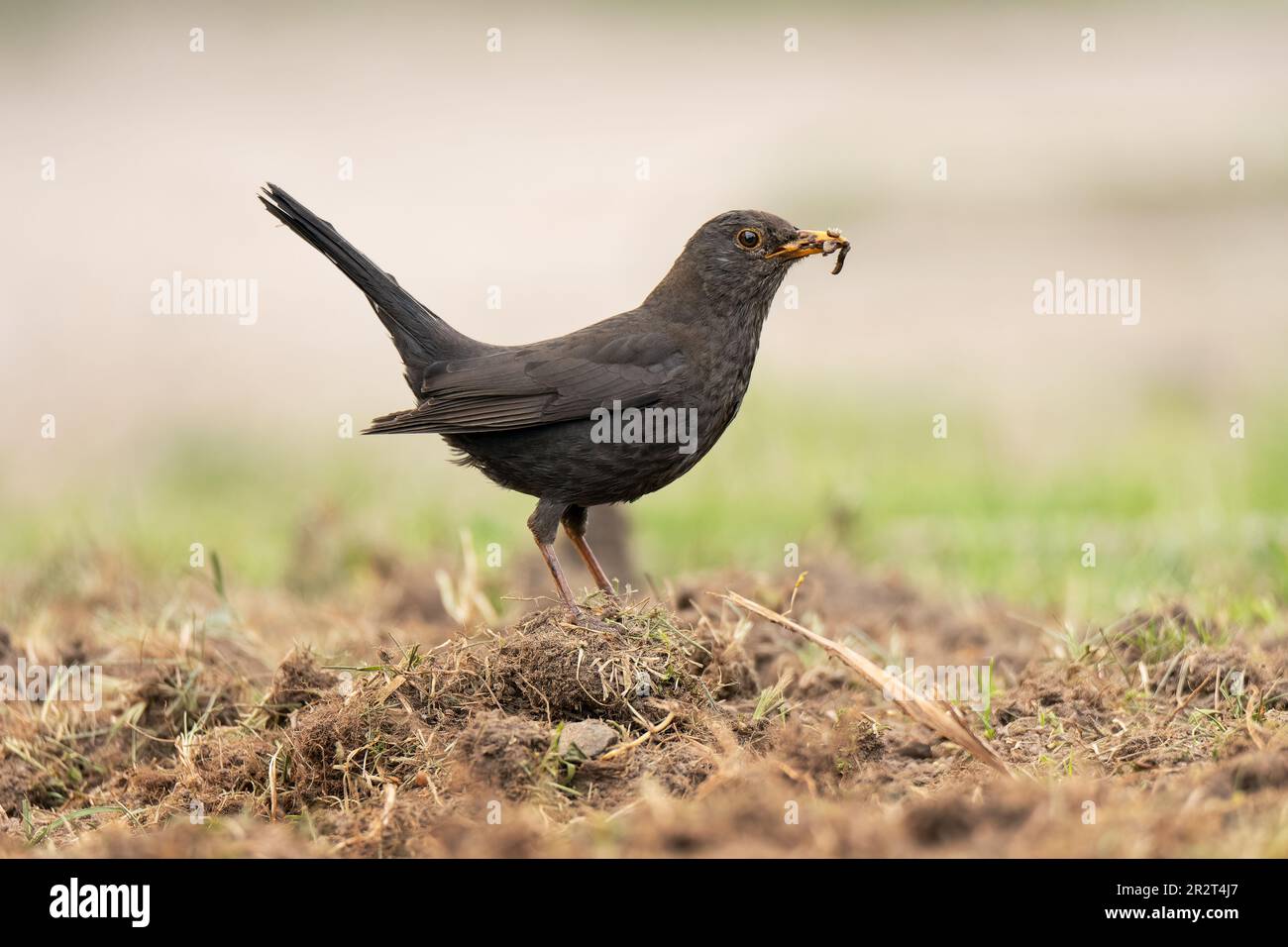 Female blackbird gathers insects and worms for feeding. Wildlife scenes ...
