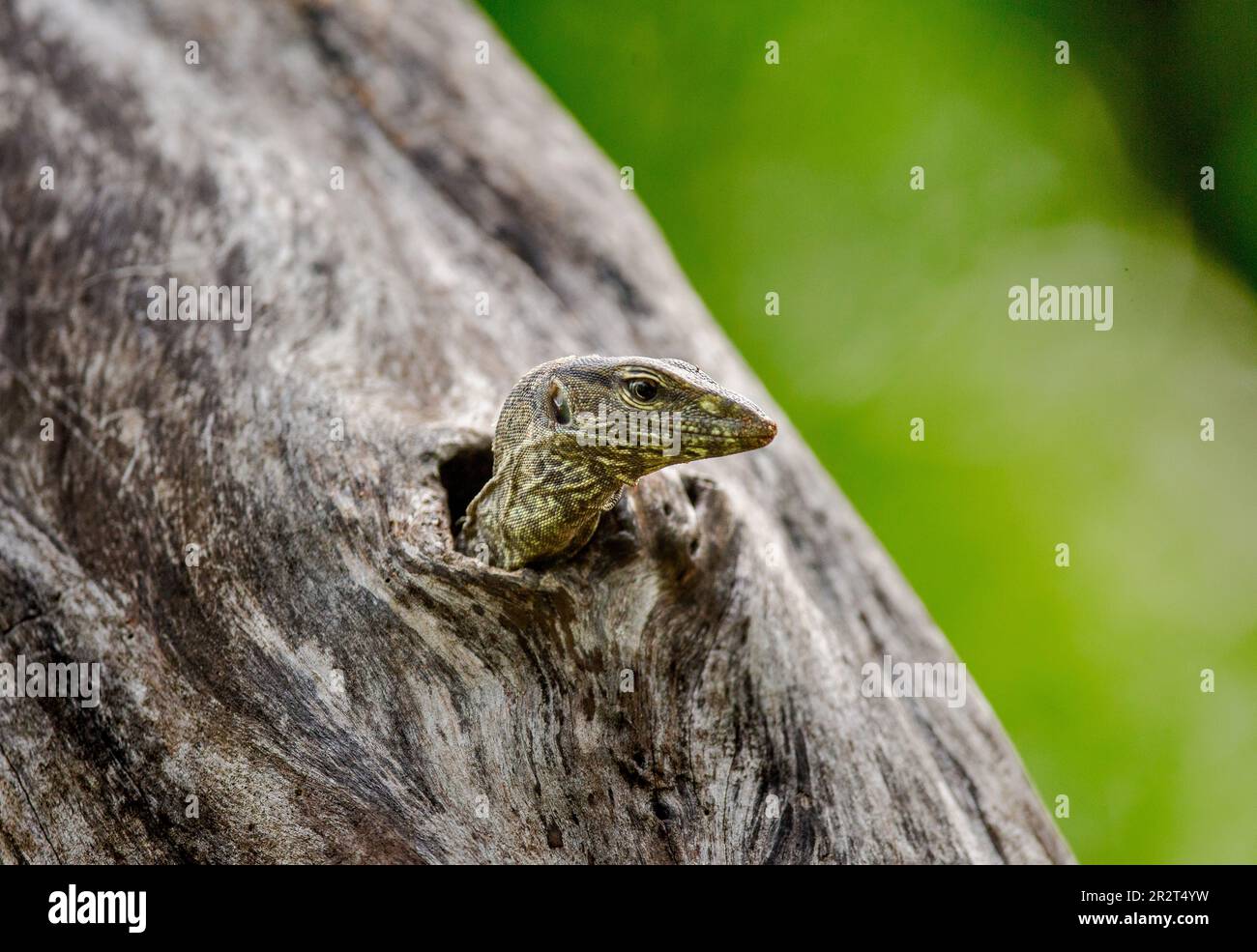 Small monitor lizards (Varanus) is looking out from the hollow of a dry ...