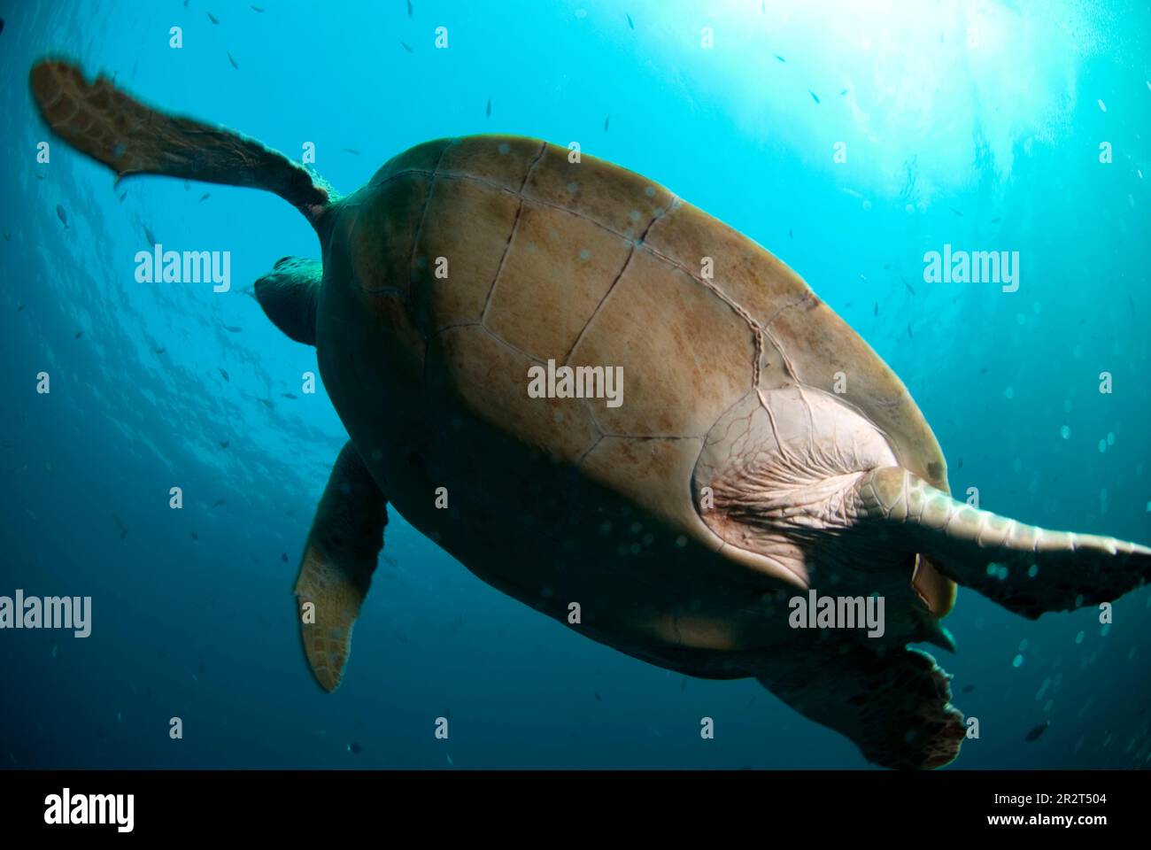 Underside of Green Turtle, Chelonia mydas, swimming, Sipadan Island ...