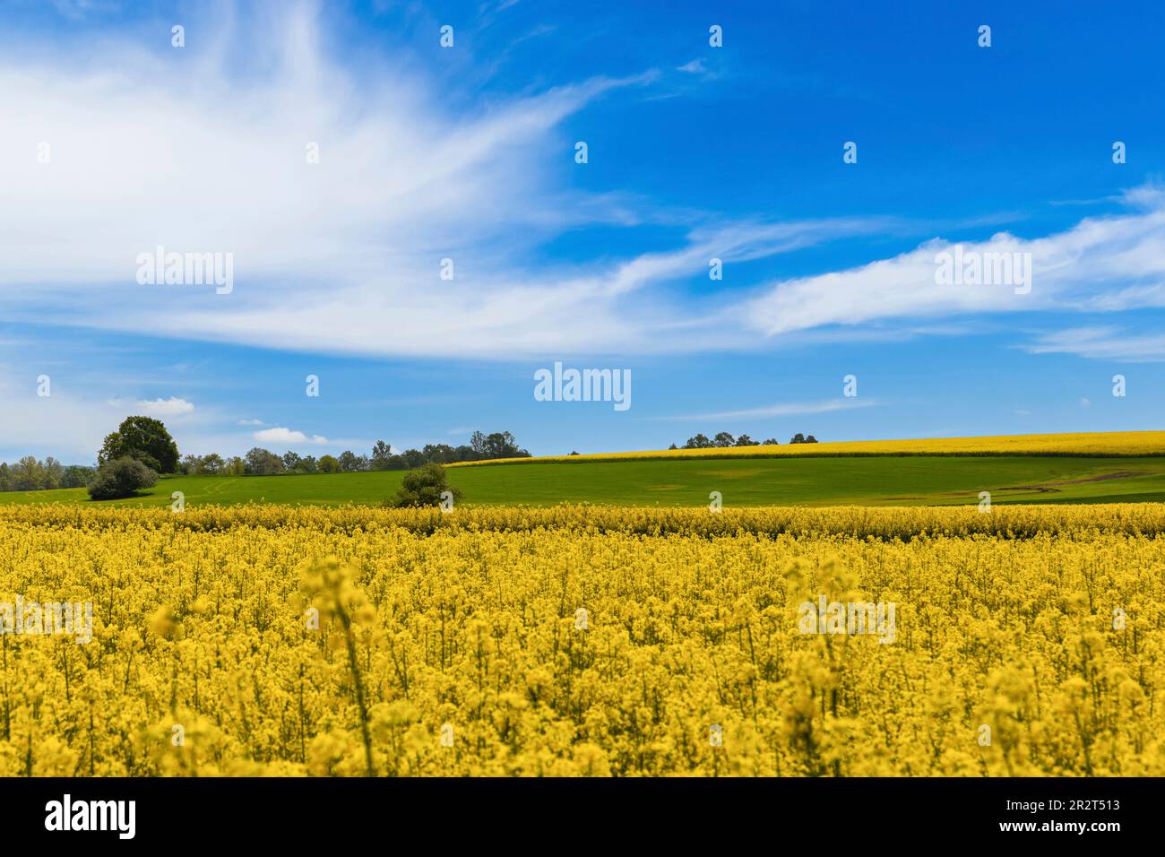 Rapeseed, canola or colza field in with beautiful clouds on sky ...