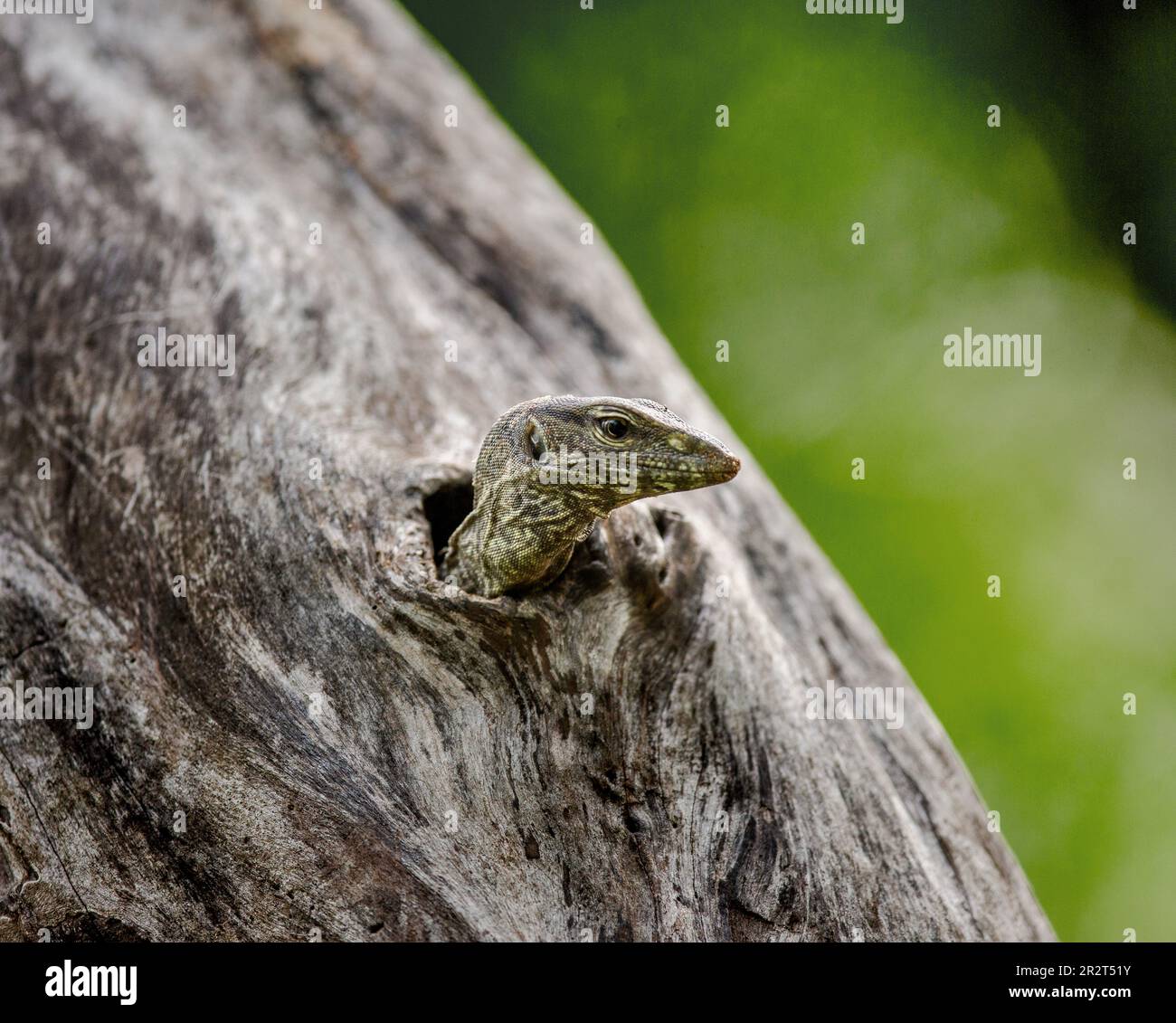 Small monitor lizards (Varanus) is looking out from the hollow of a dry ...