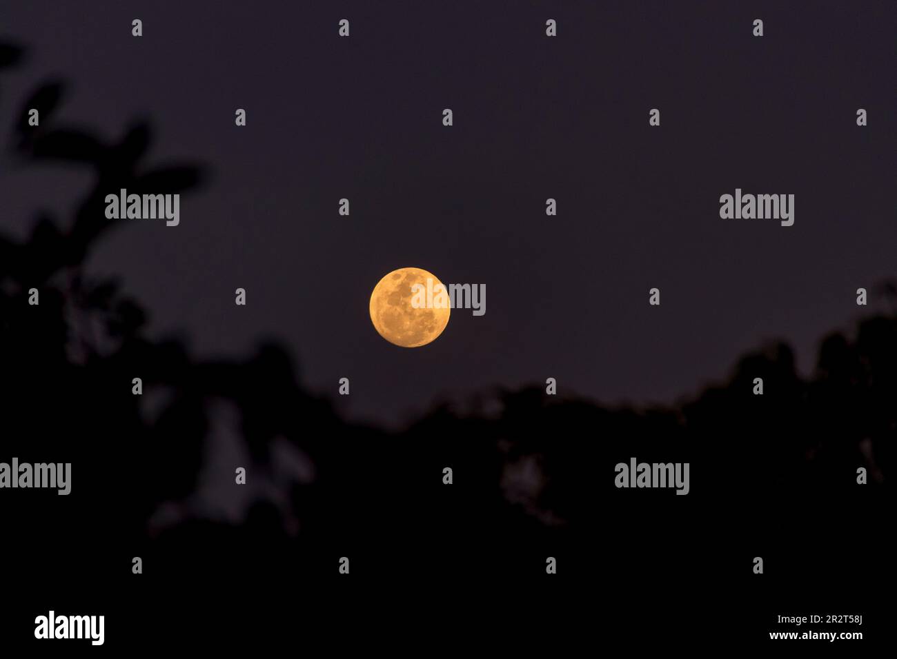 Clear full moon rising in the east above tree tops in dark sky in ...