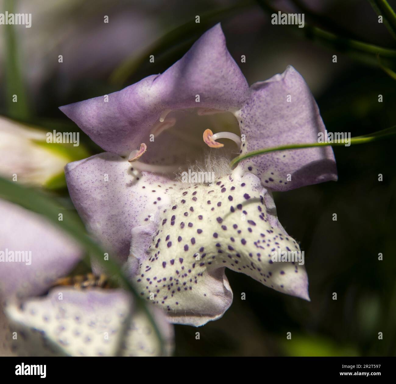 Flower of Australian Narrow leafed emu bush, erimophila sturtii, in ...