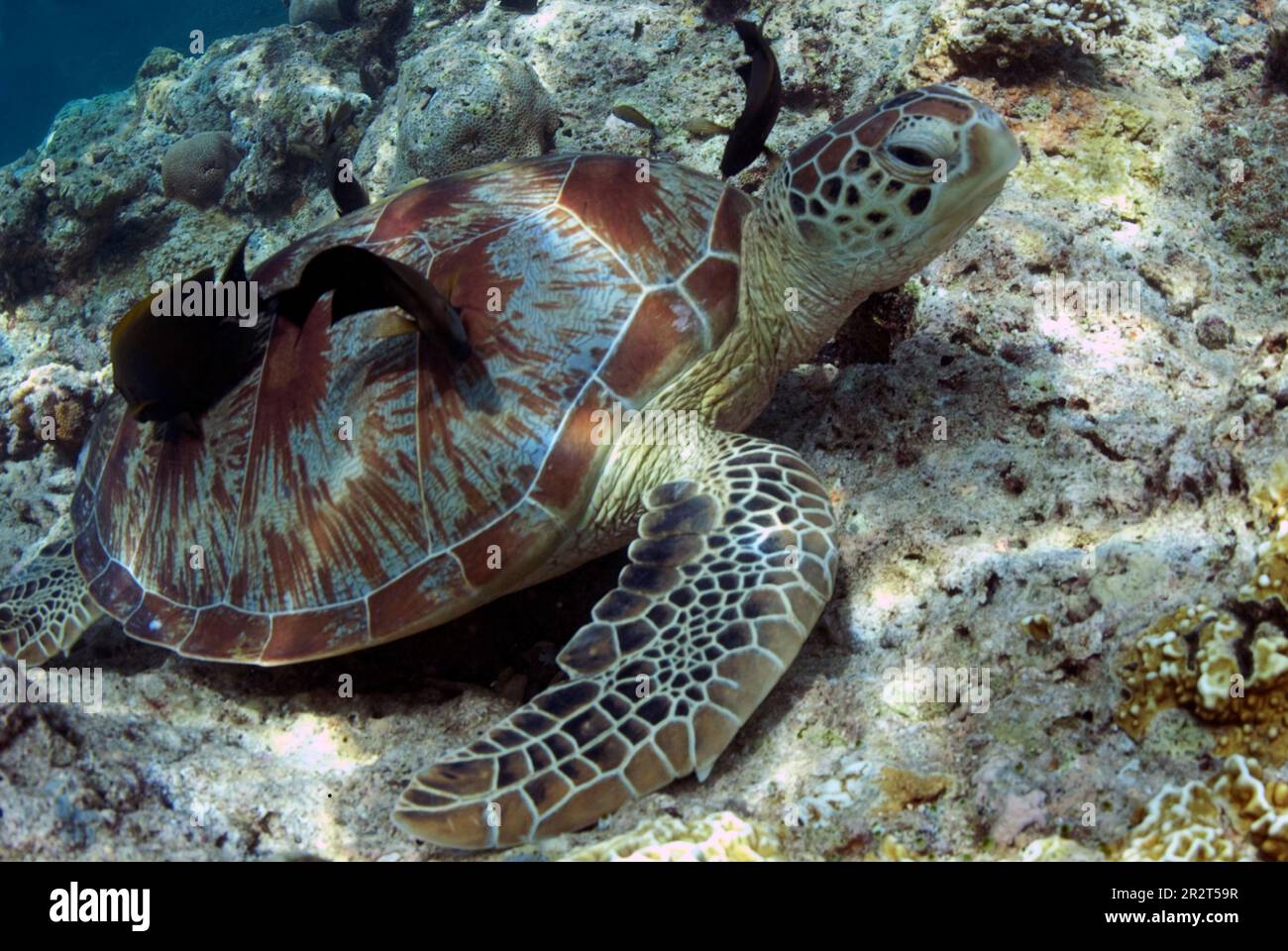 Green Turtle, Chelonia mydas, classified as Endangered, being cleaned ...