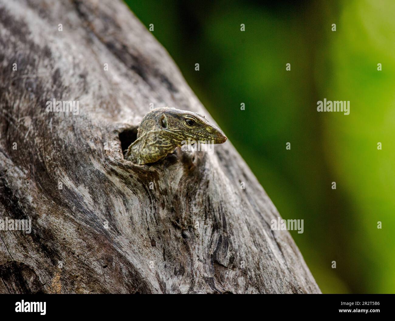 Small monitor lizards (Varanus) is looking out from the hollow of a dry ...