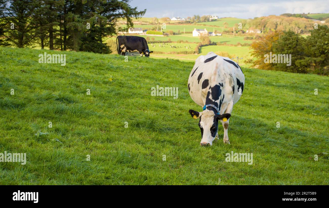Cows eat juicy green grass on a farmer's pasture in Ireland. village ...