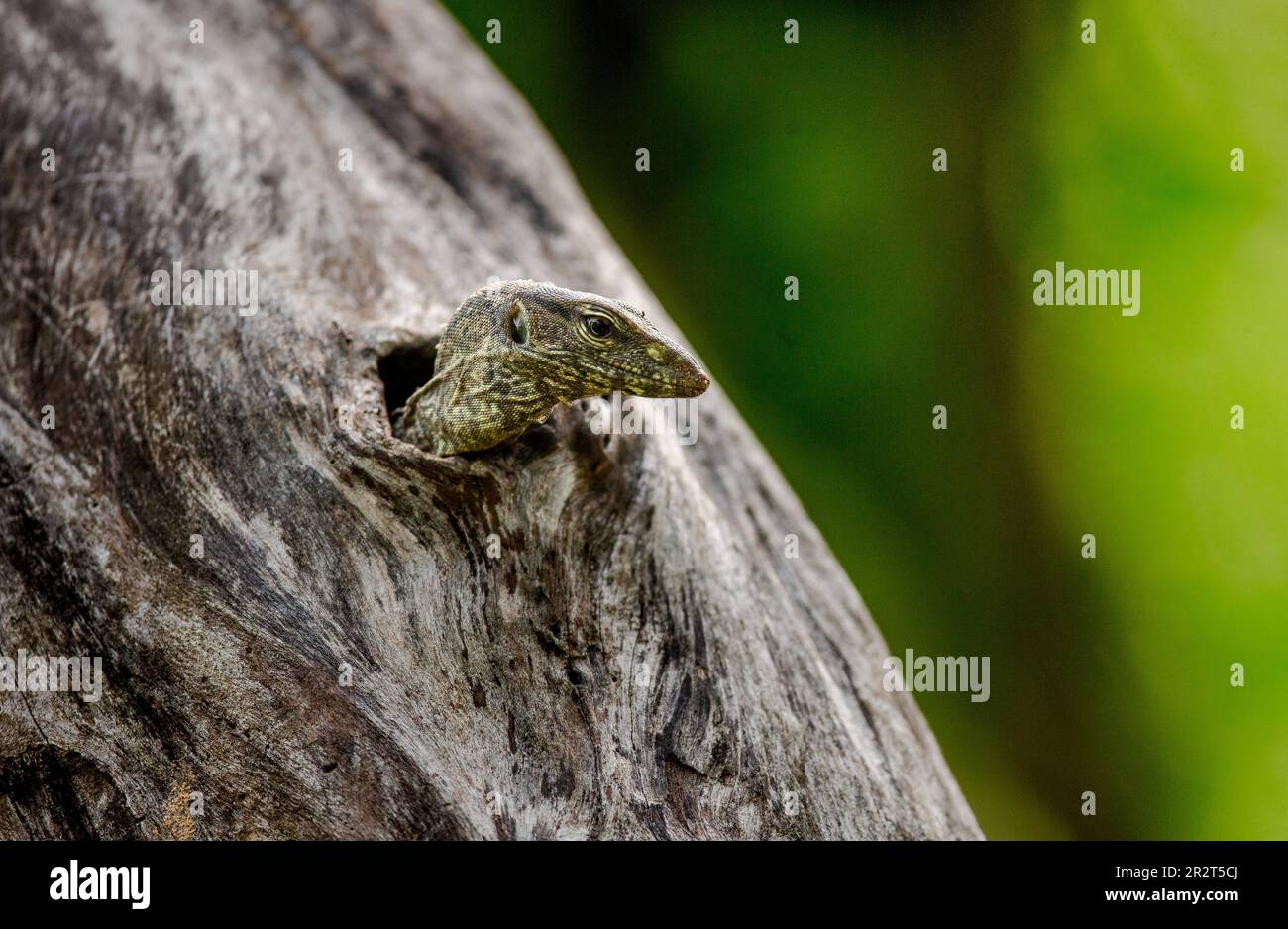 Small monitor lizards (Varanus) is looking out from the hollow of a dry ...