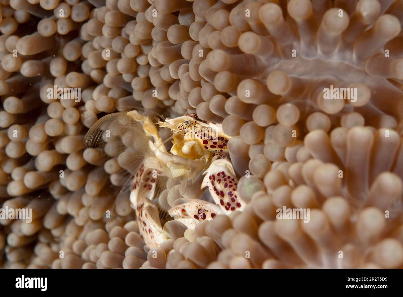 Porcelain Crab, Neopetrolisthes maculatus, in Magnificent Sea Anemone ...